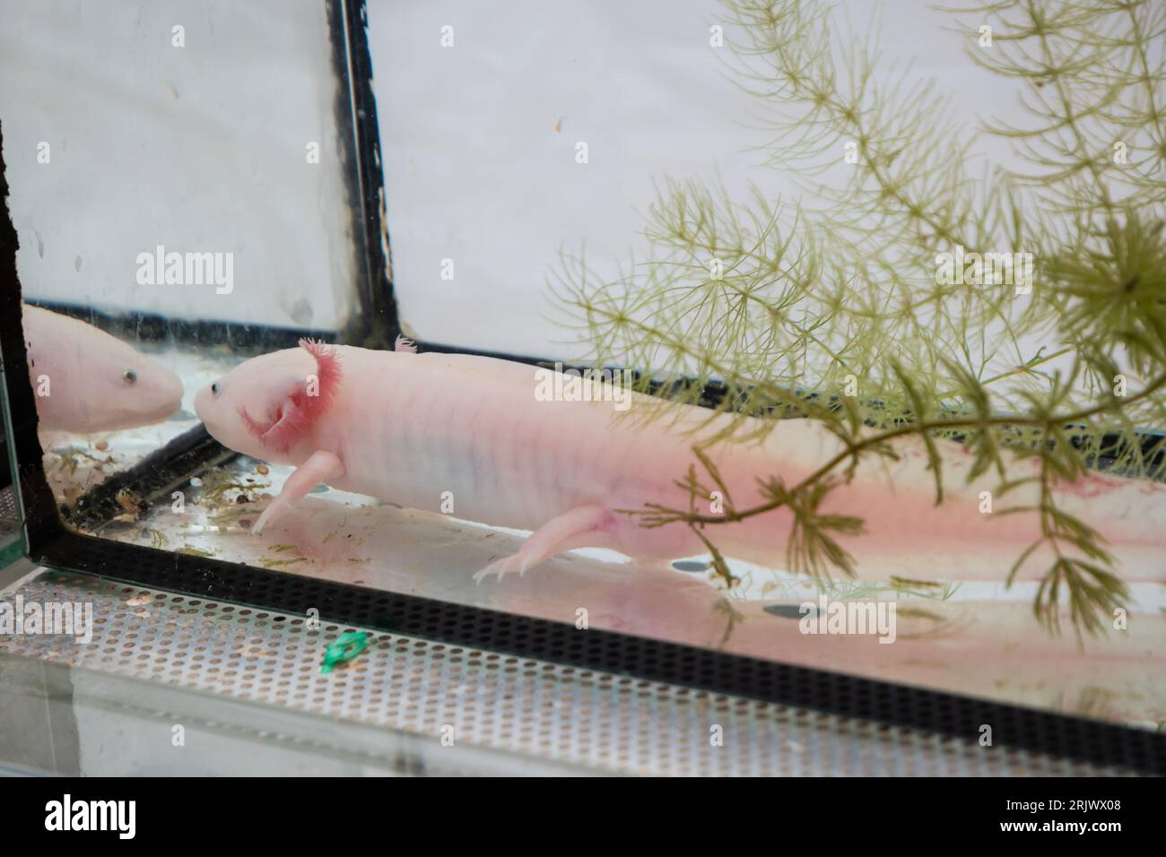 Axolotl ambystoma mexicanum in a aquarium hi-res stock photography and ...