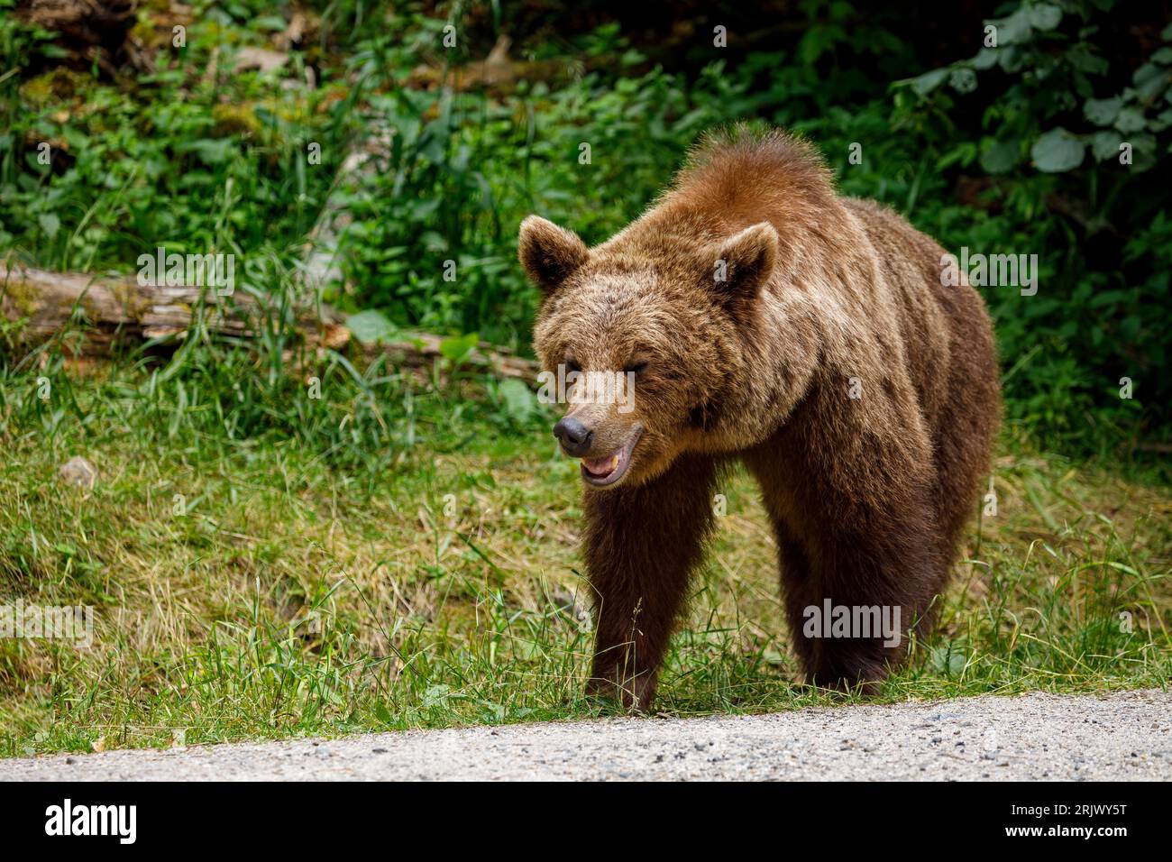 European Brown Bear in the Carpathians of Romania Stock Photo - Alamy