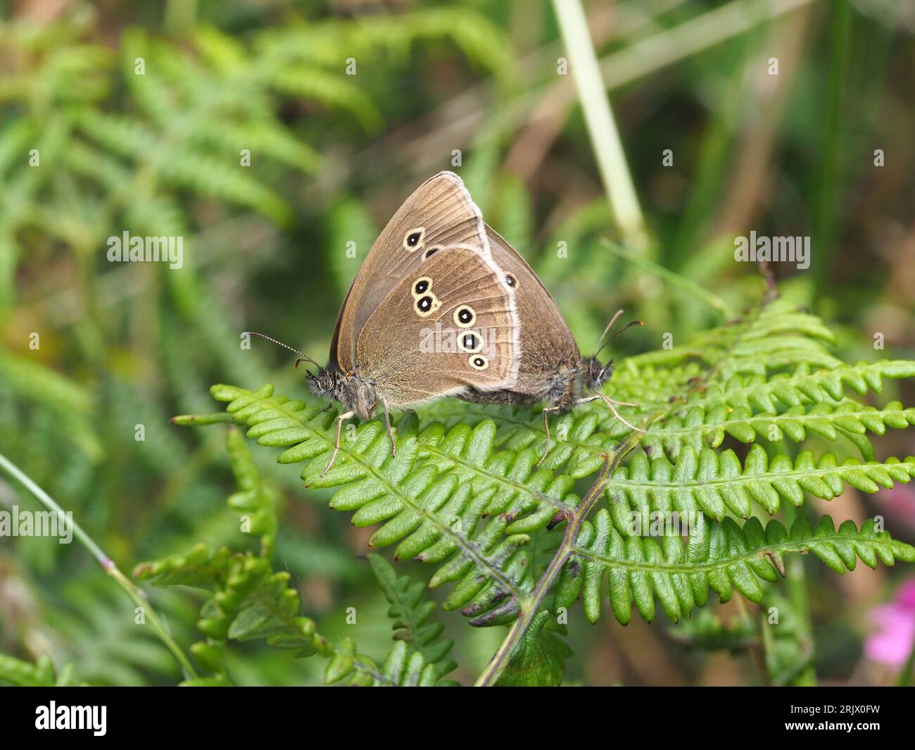 Two ringlet butterflies, Aphantopus hyperantus, mating on bracken leaf ...