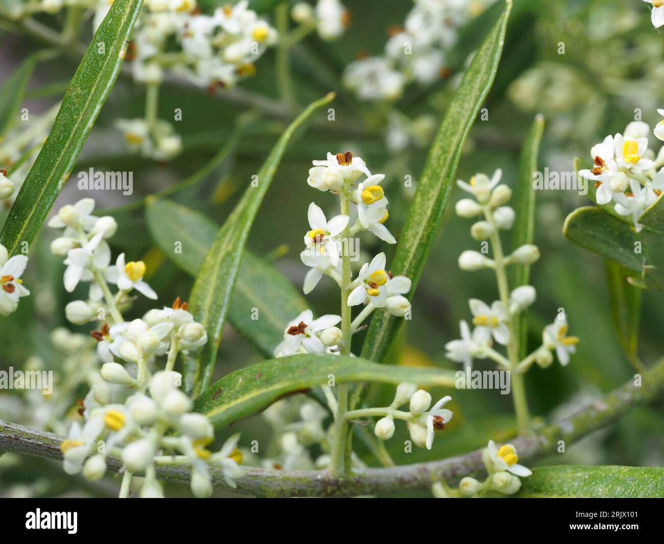 Olive tree, Olea europaea, flowering in a West Wales garden Stock Photo ...
