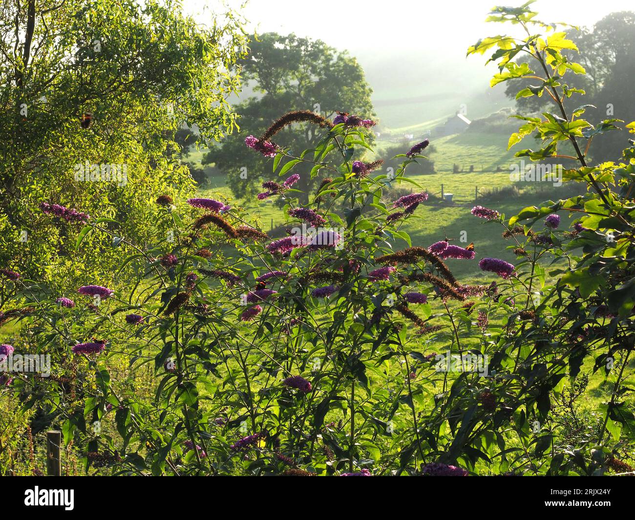 Autumn/late summer view from a country garden in West Wales showing ...