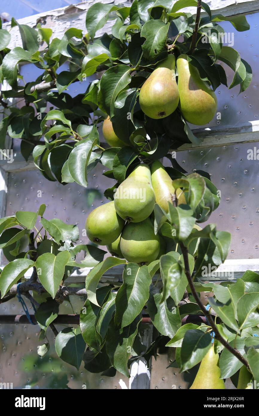 Pears ripening on tree hi-res stock photography and images - Alamy