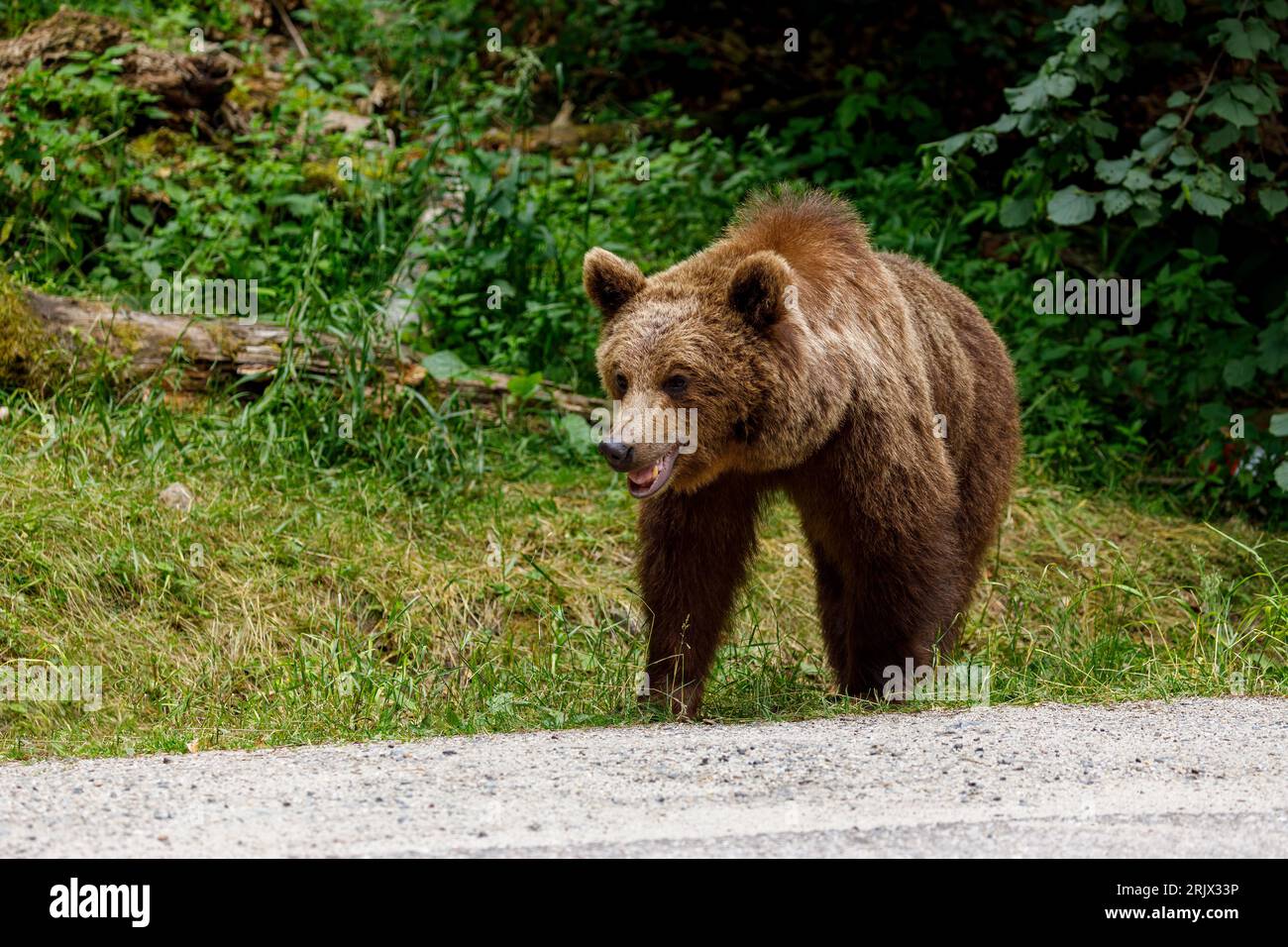 European Brown Bear in the Carpathians of Romania Stock Photo - Alamy