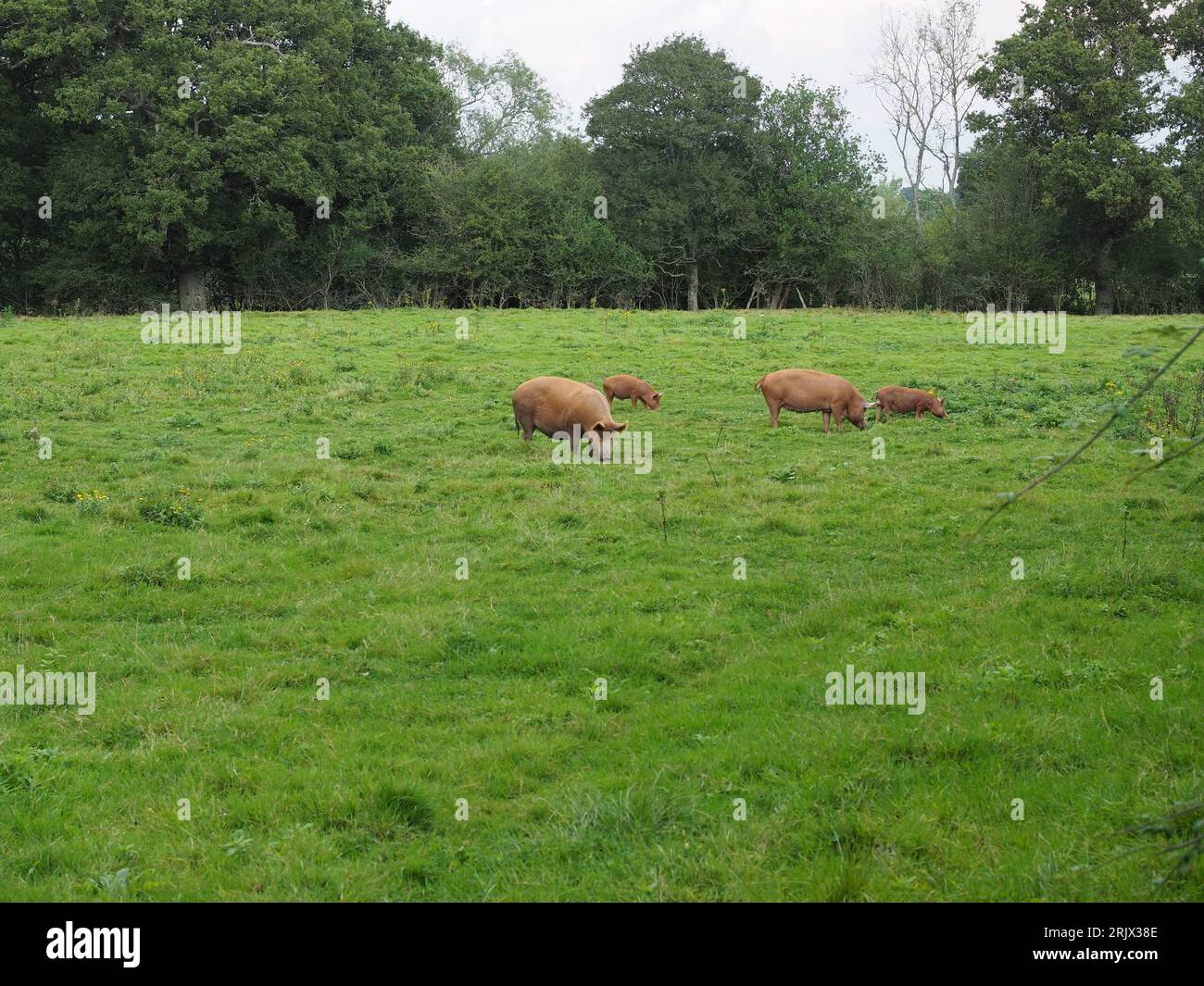 Pigs in a field hi-res stock photography and images - Alamy