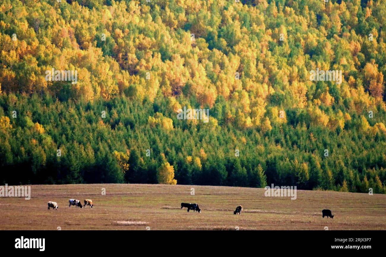 Baum vor wald hi-res stock photography and images - Alamy