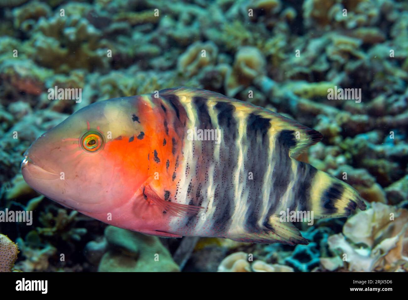 Redbreasted wrasse, Cheilinus fasciatus, Raja Ampat Indnoesia Stock ...