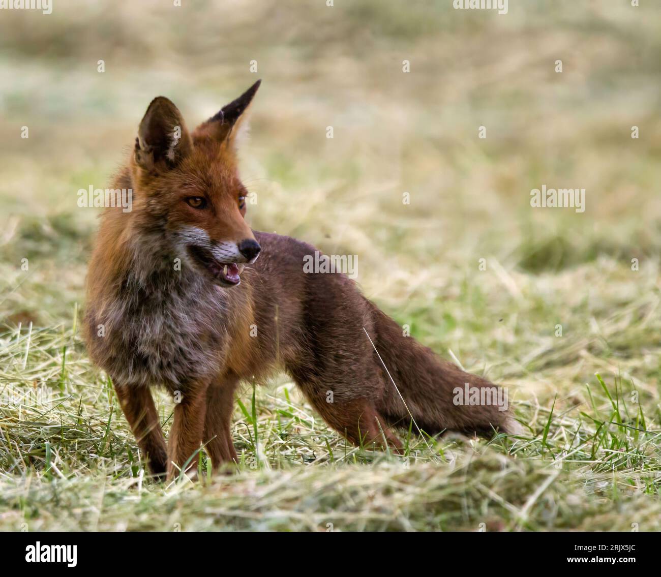 Wildtierfoto hi-res stock photography and images - Alamy