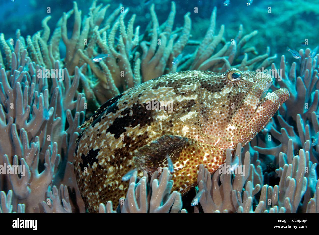 Malabar grouper, Epinephelus malabaricus, Raja Ampat Indonesia Stock ...