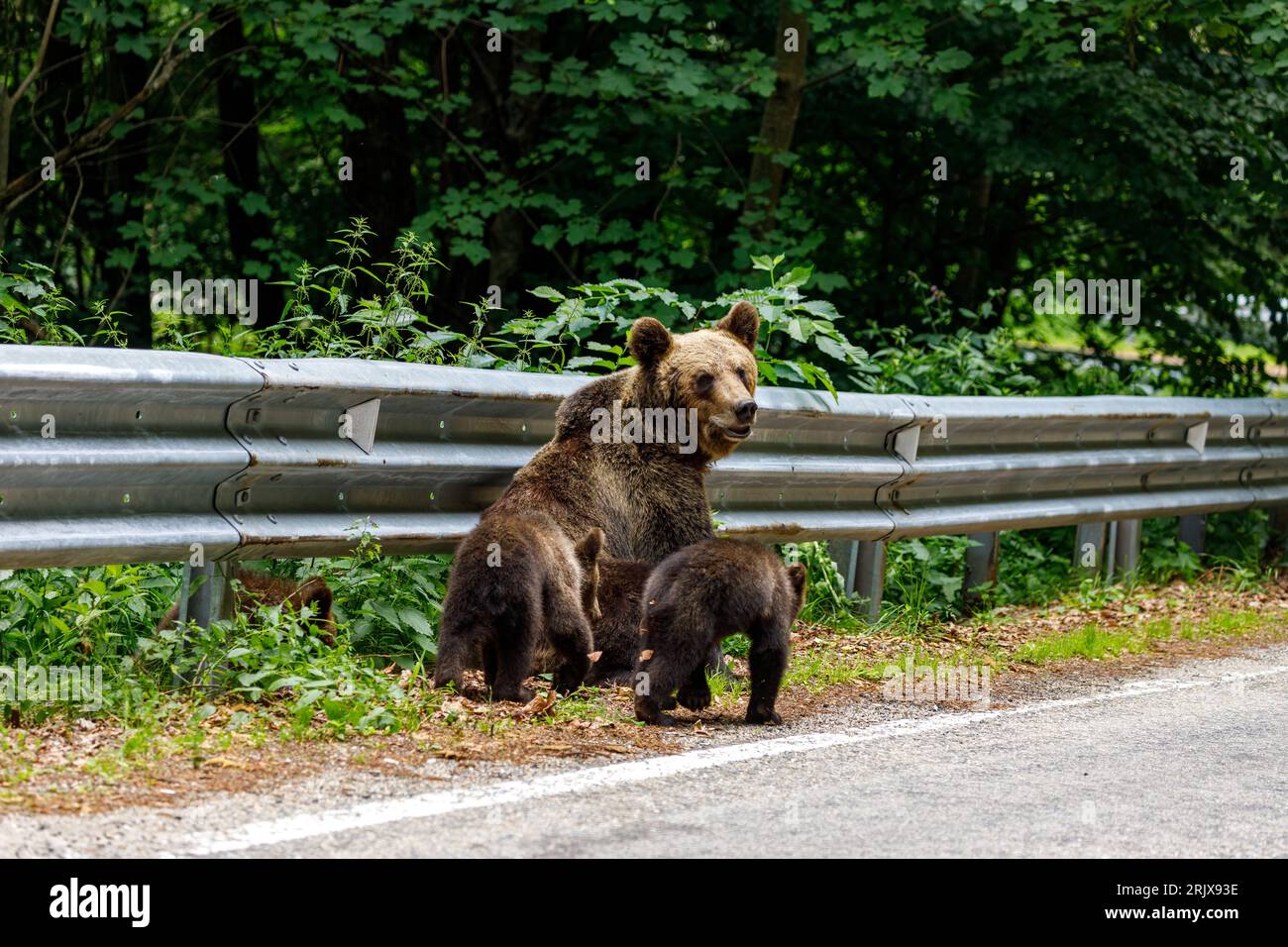 European Brown Bear in the Carpathians of Romania Stock Photo - Alamy