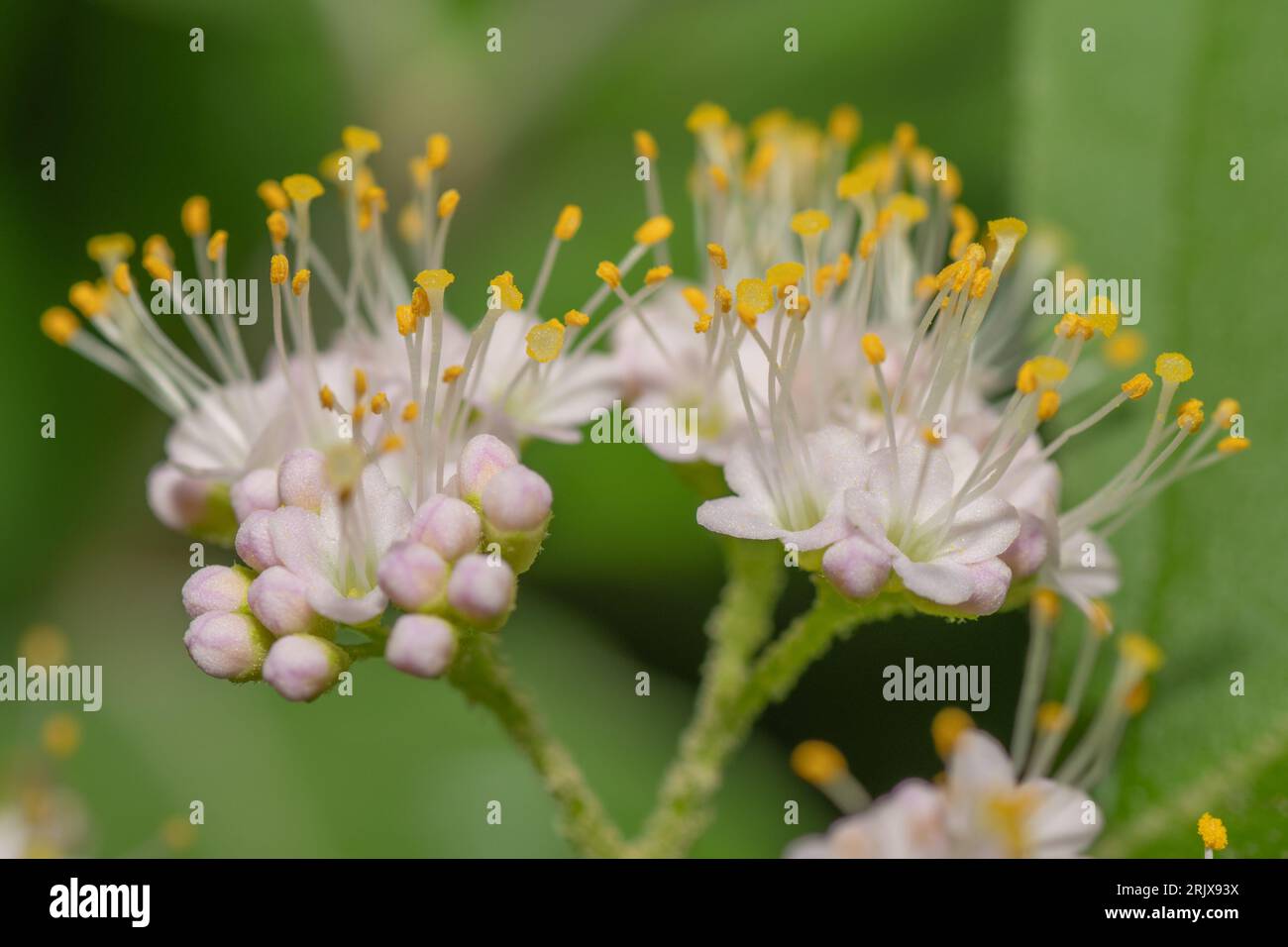 The tiny, delicate flowers of American Beautyberry, Callicarpa ...
