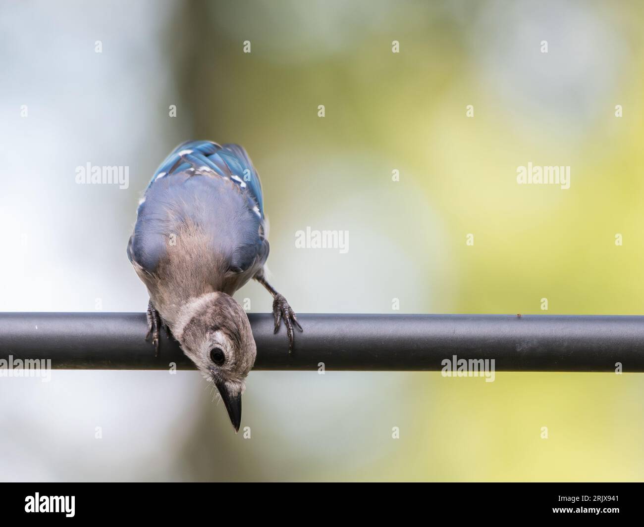 A juvenile Blue Jay looking down at a platform tray at a bird feeder on ...