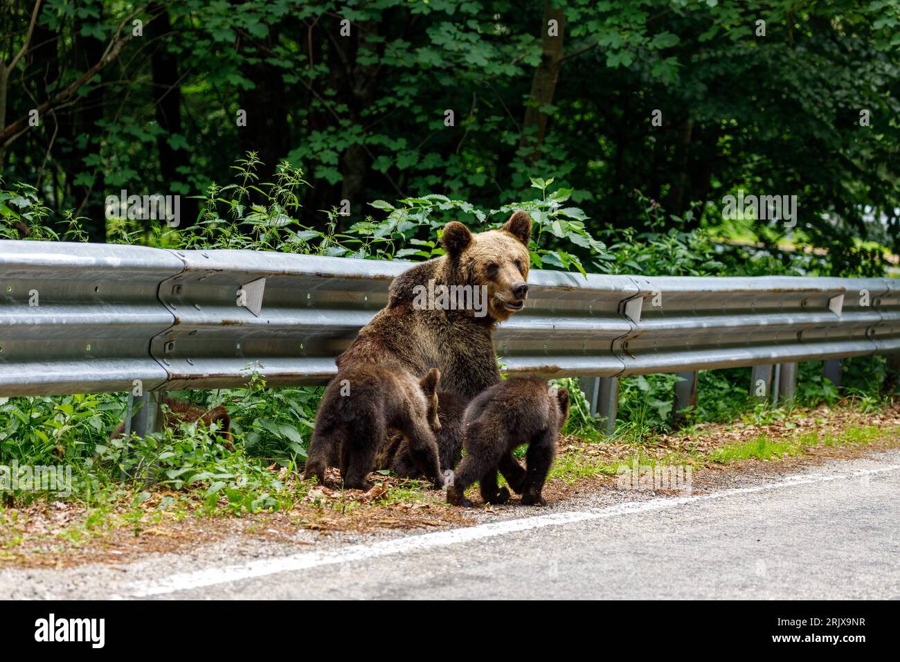 Bears cub romania hi-res stock photography and images - Alamy