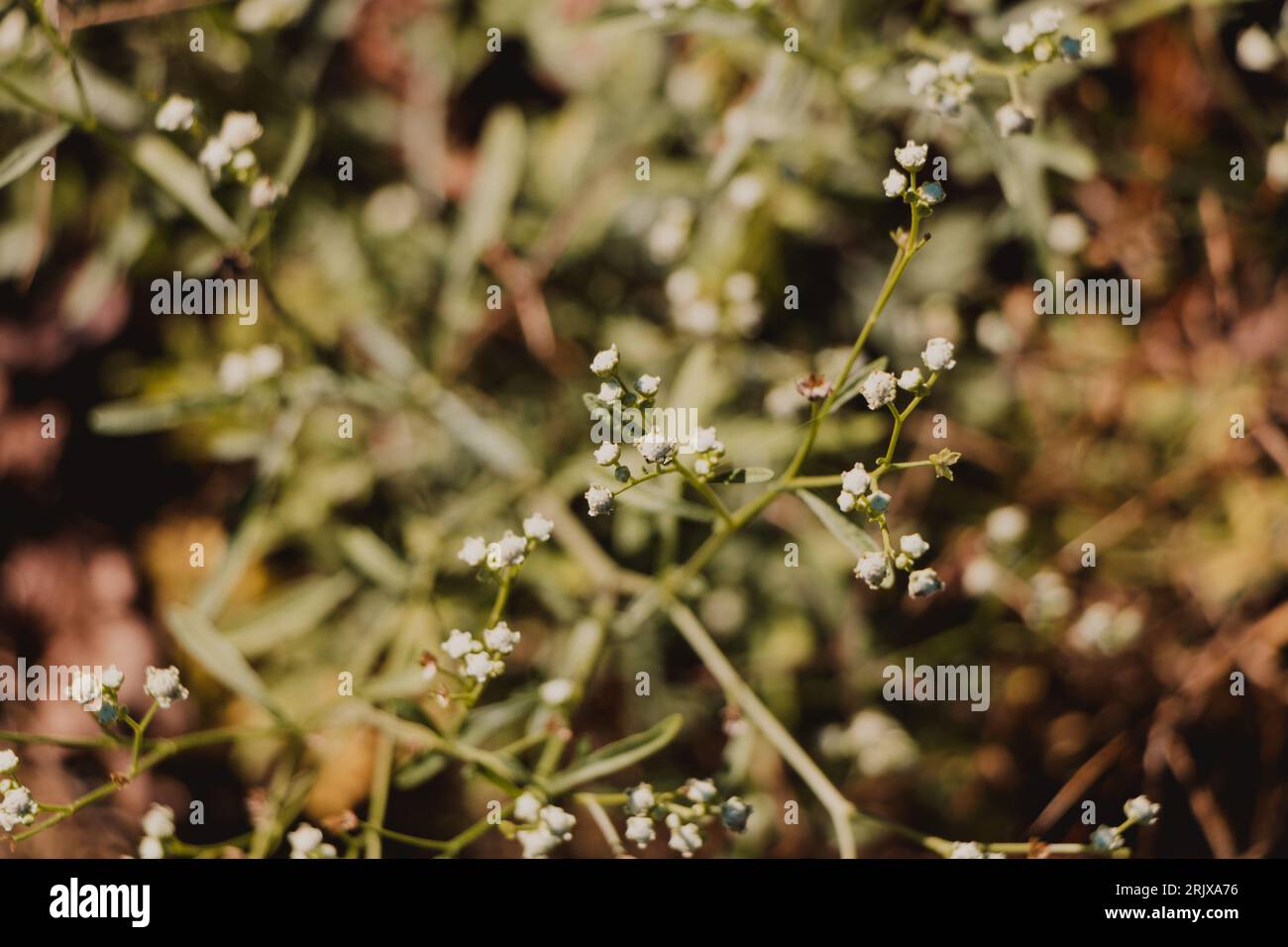 Parthenium hysterophorus hi-res stock photography and images - Alamy