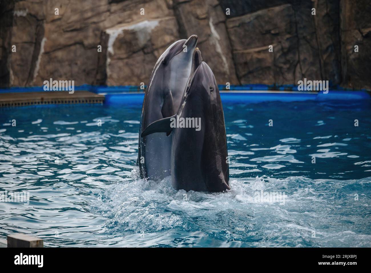 Couple of dolphins dancing in blue water Stock Photo - Alamy