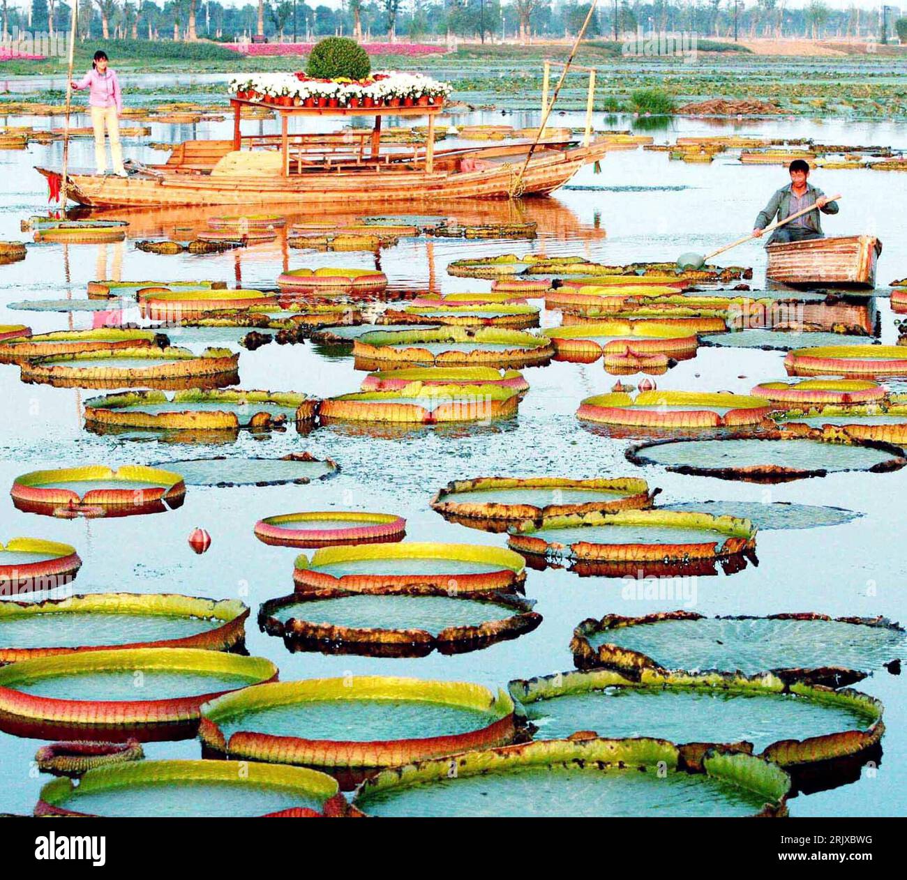 Victoria seerosen hi-res stock photography and images - Alamy