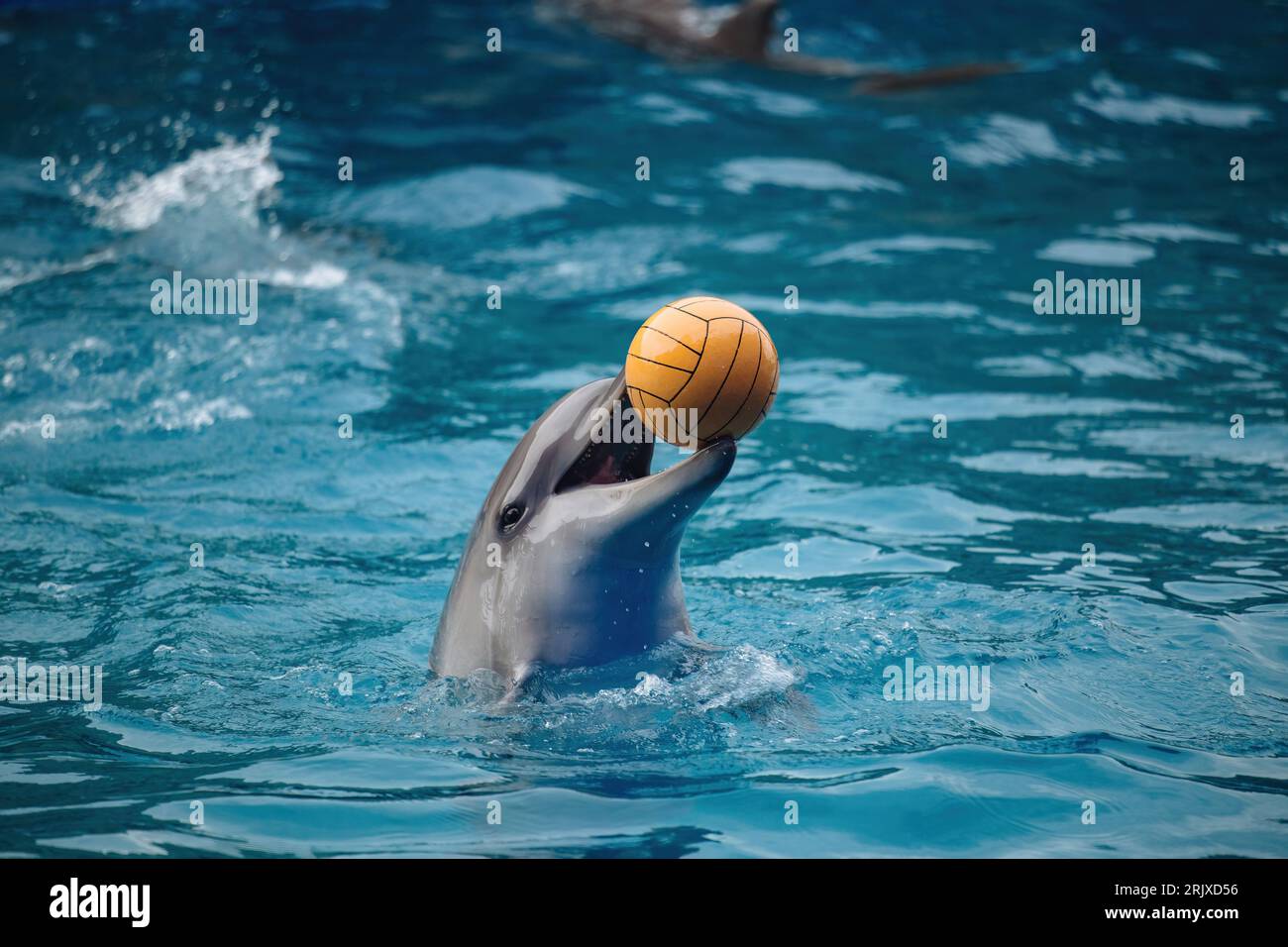 Dolphin playing with ball in blue water Stock Photo - Alamy