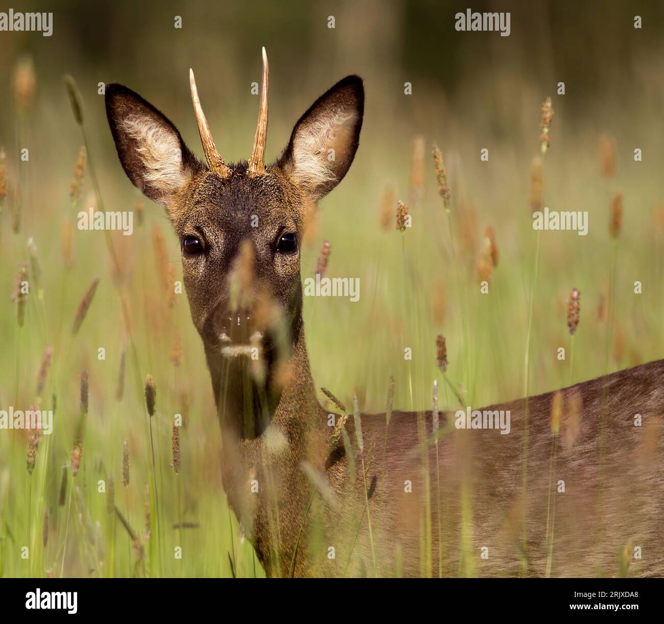 Reh auf der wiese hi-res stock photography and images - Alamy