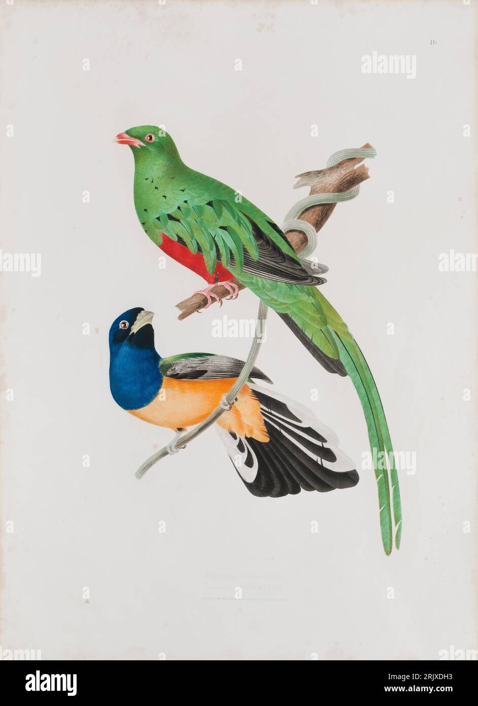 Trocon pavoninus trocon aurantius hi-res stock photography and images ...