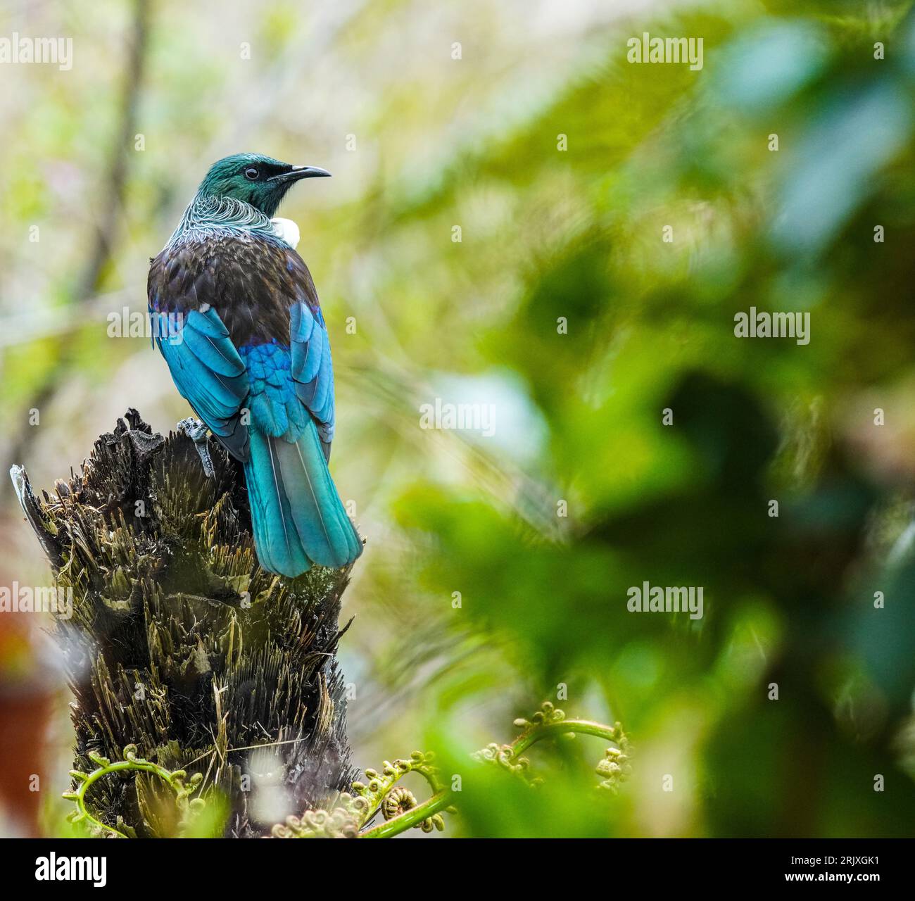 Tui nz hi-res stock photography and images - Alamy