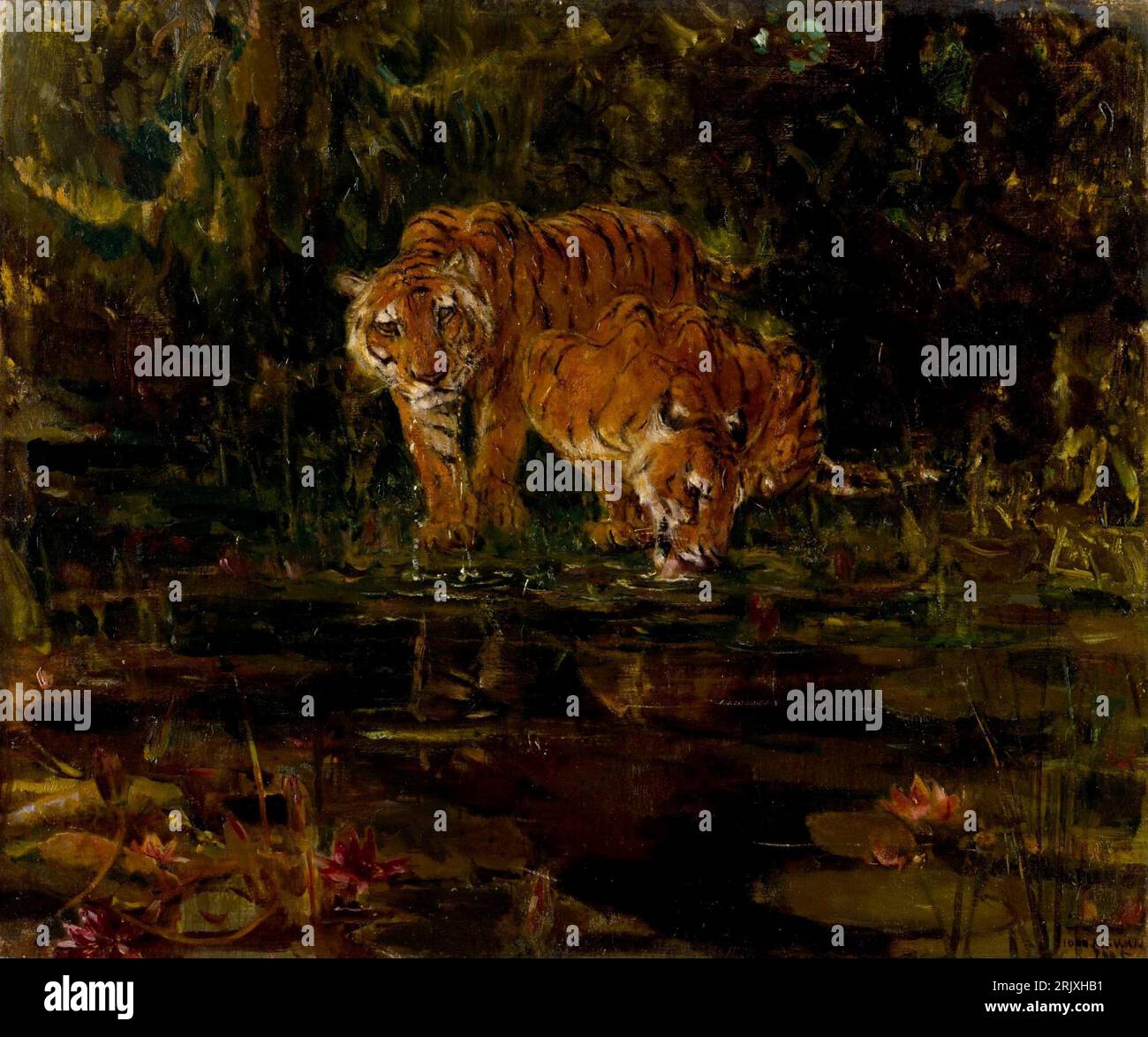 Tigers drinking circa 1905 by John Macallan Swan Stock Photo - Alamy