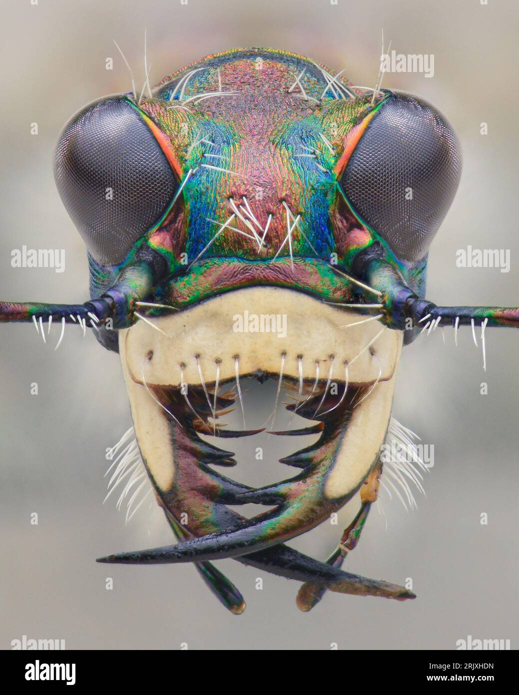 Symmetrical portrait of the head of a Dune Tiger Beetle isolated from ...