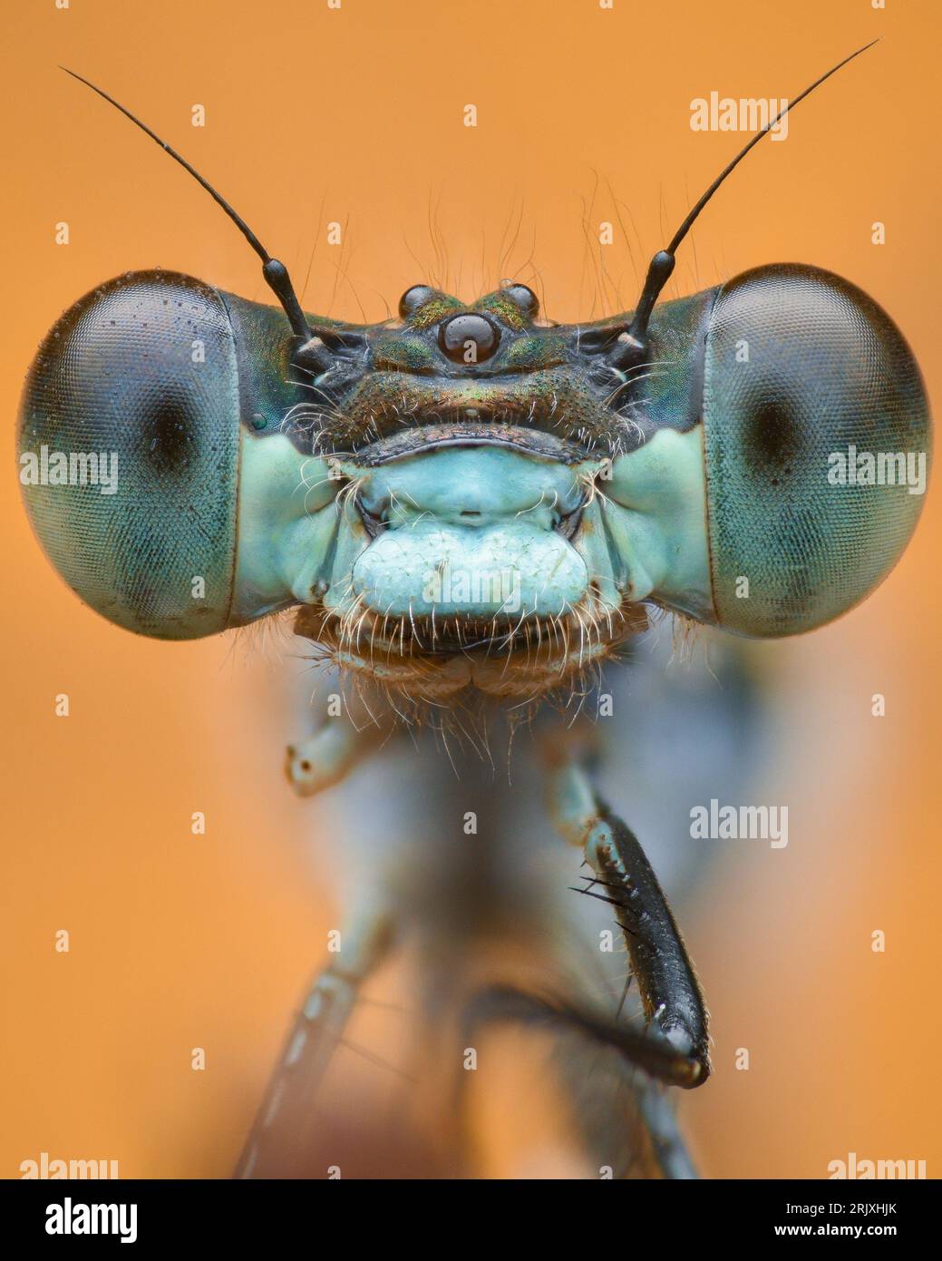 Blue compound eyes hi-res stock photography and images - Alamy