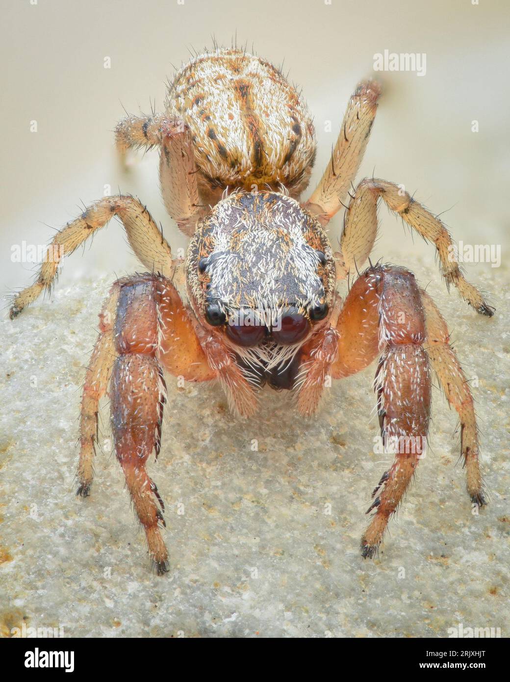 Jumping spiders head hi-res stock photography and images - Alamy