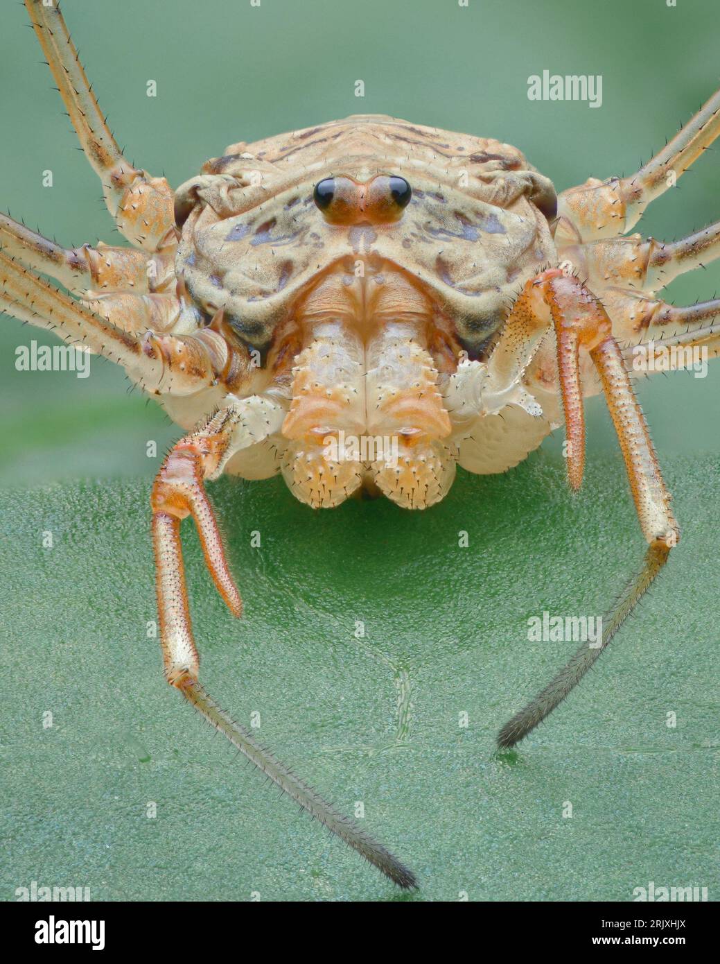 Portrait of a pale brown Fork-palped Harvestman or daddy longleg ...