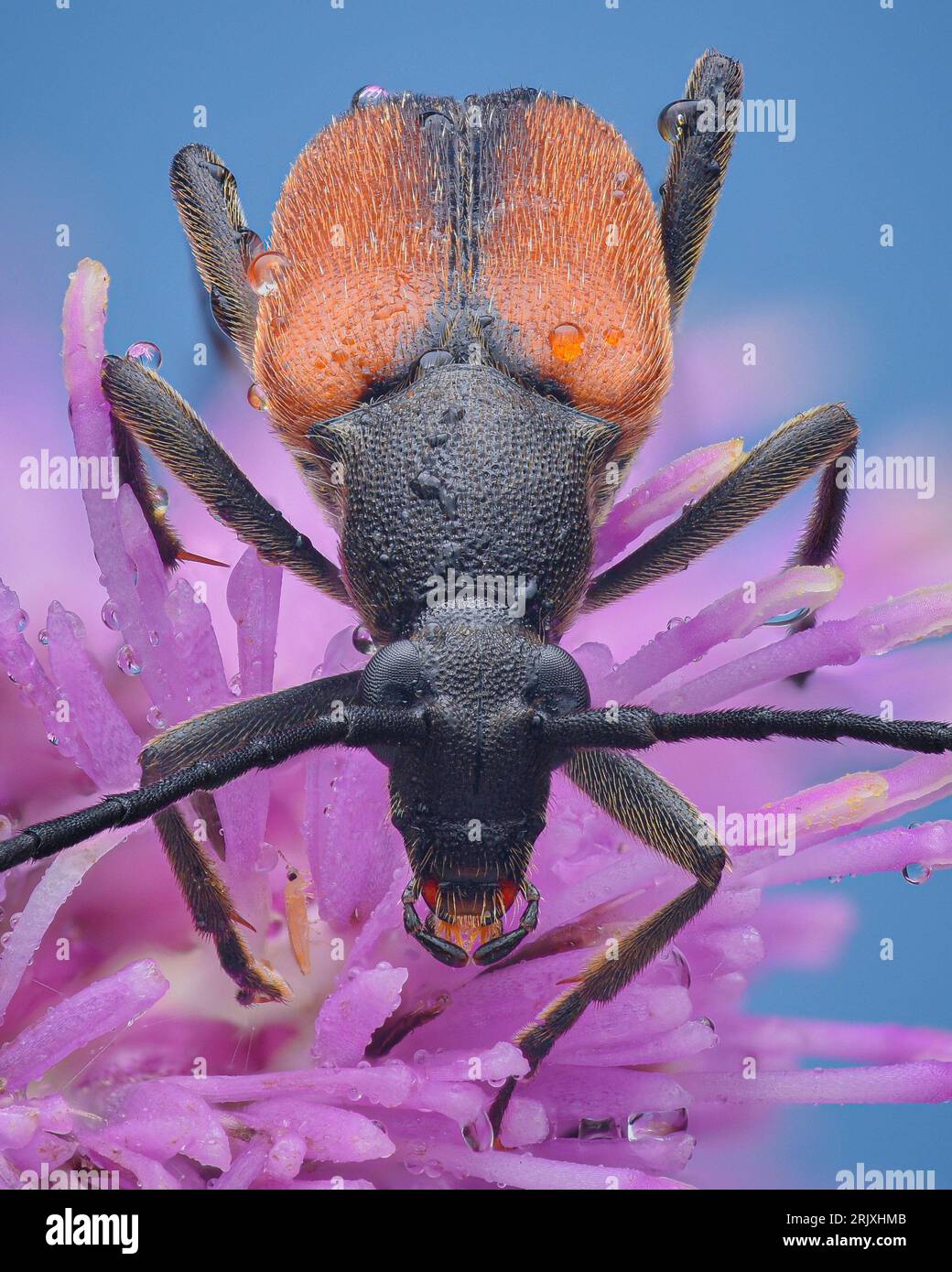 Portrait of a longhorn beetle with an orange elytra standing a pink ...