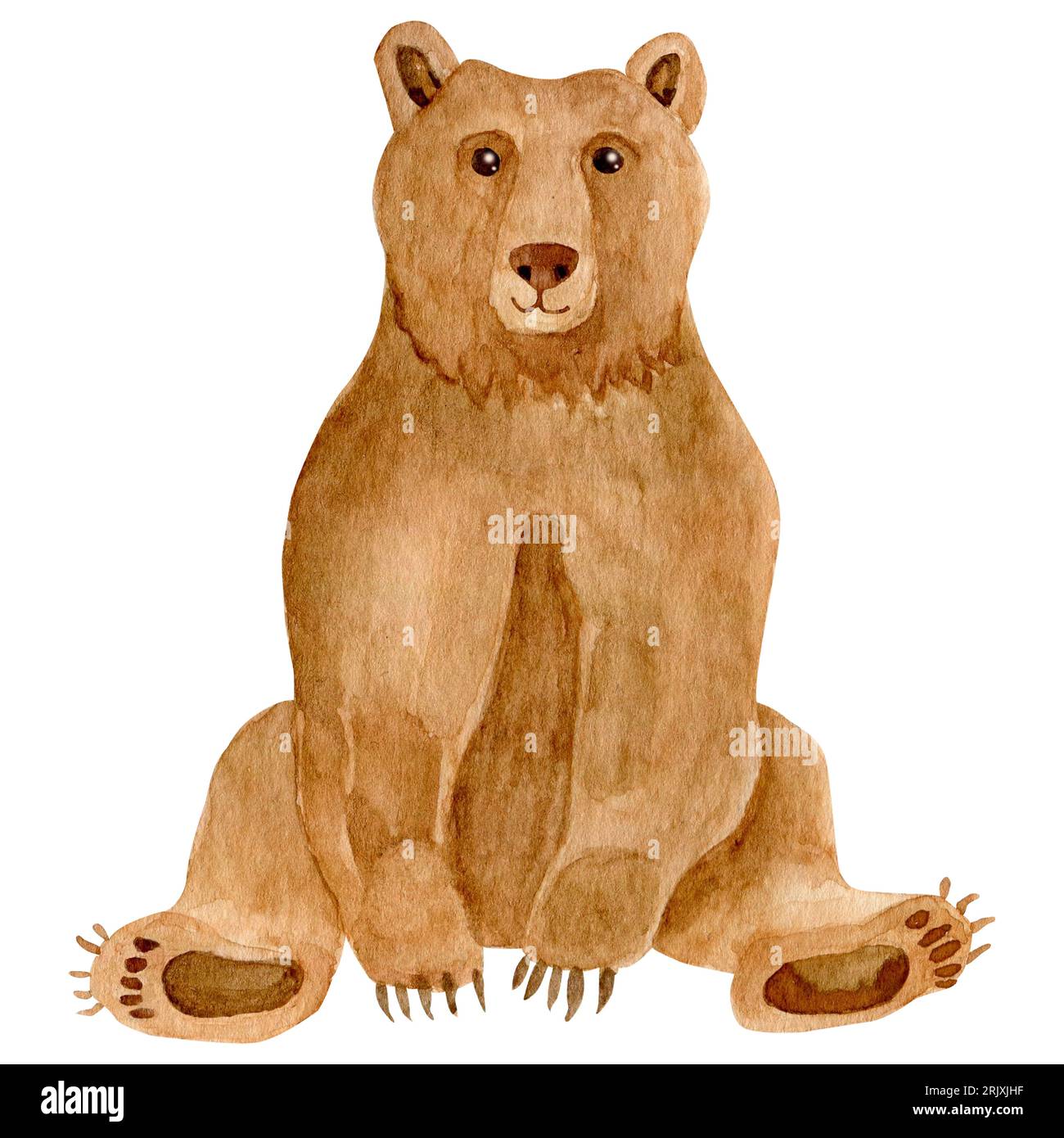 Isolated illustration of a watercolor brown realistic bear on a white ...