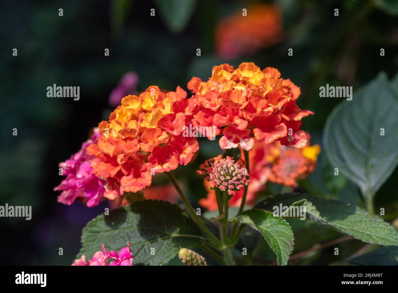 Close up of common lantana (lantana camara) flowers in bloom Stock ...