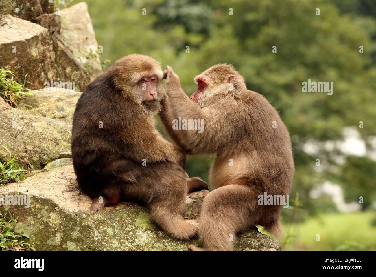 Affe asien hi-res stock photography and images - Alamy