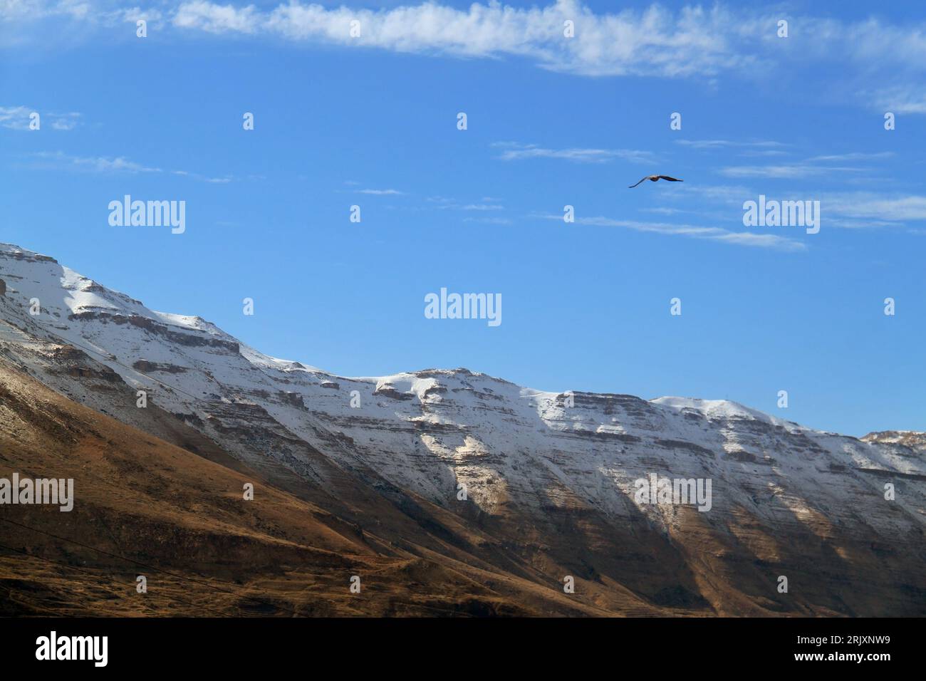 Falcon flying over snow hi-res stock photography and images - Alamy