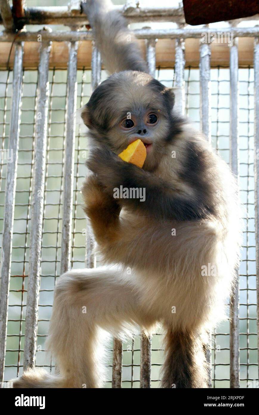 Affe mit baby hi-res stock photography and images - Alamy