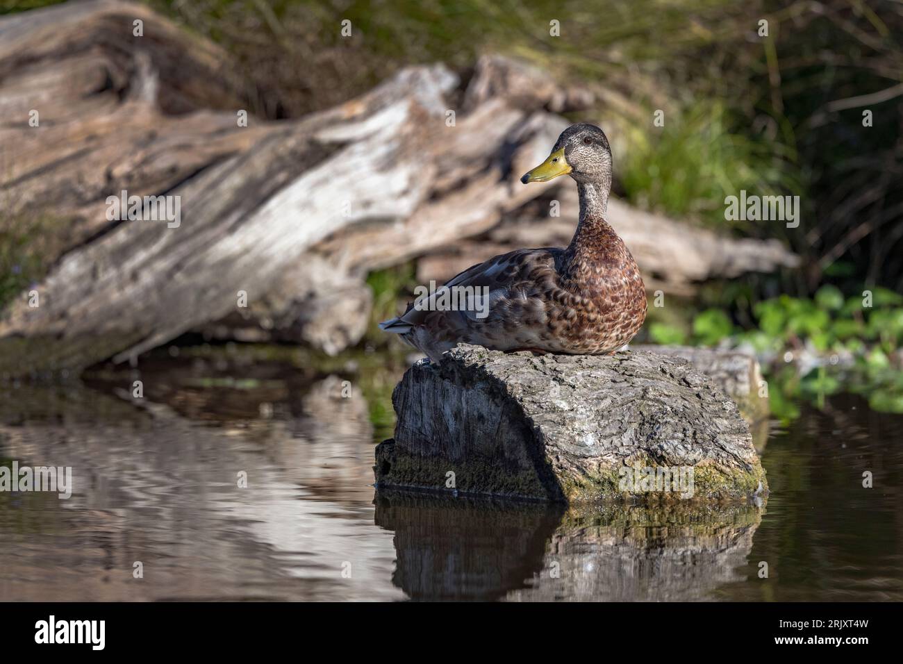 Duck resting in the sunshine on a log Stock Photo - Alamy