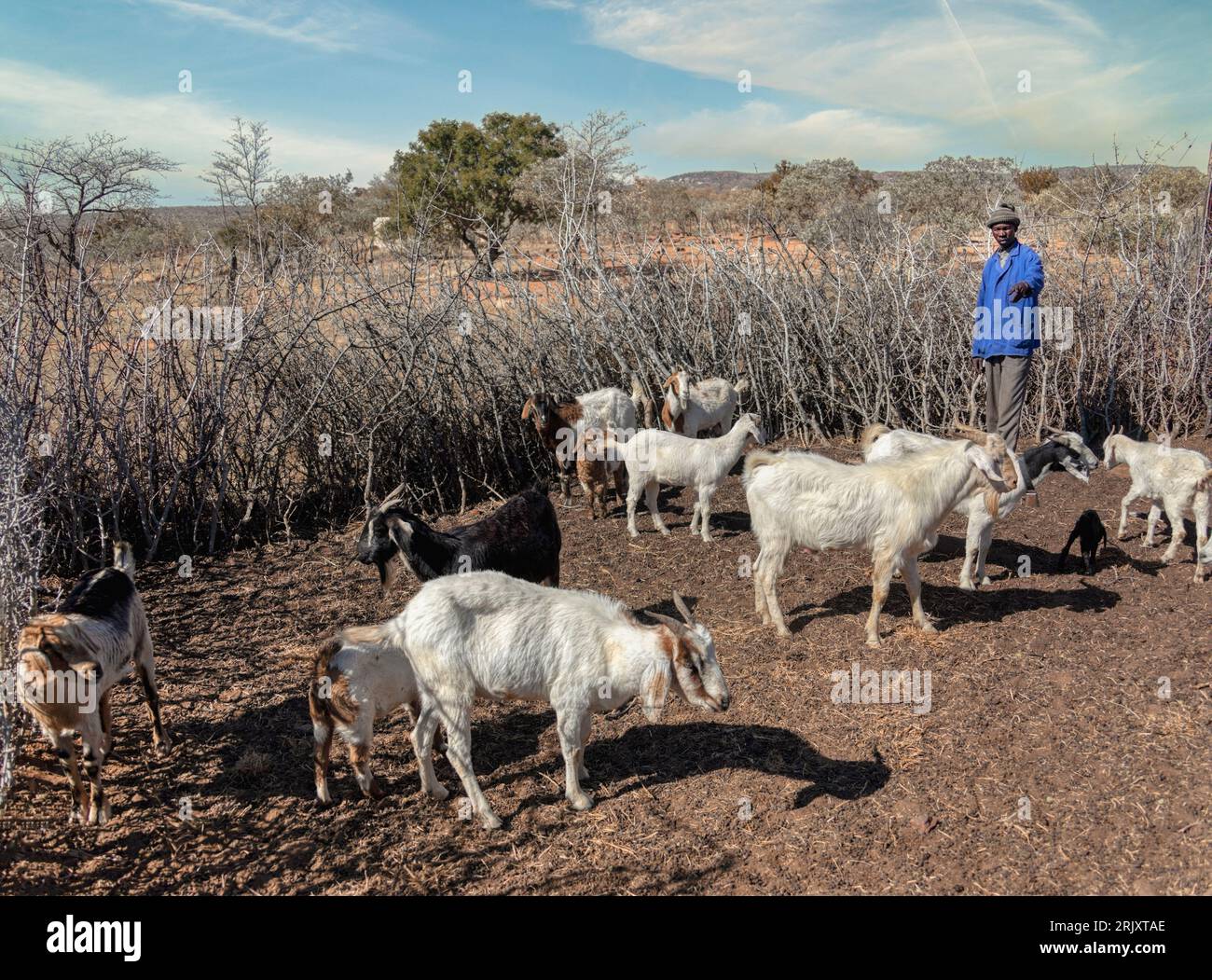 African herdsmen in the village, walking in the kraal to steer the ...