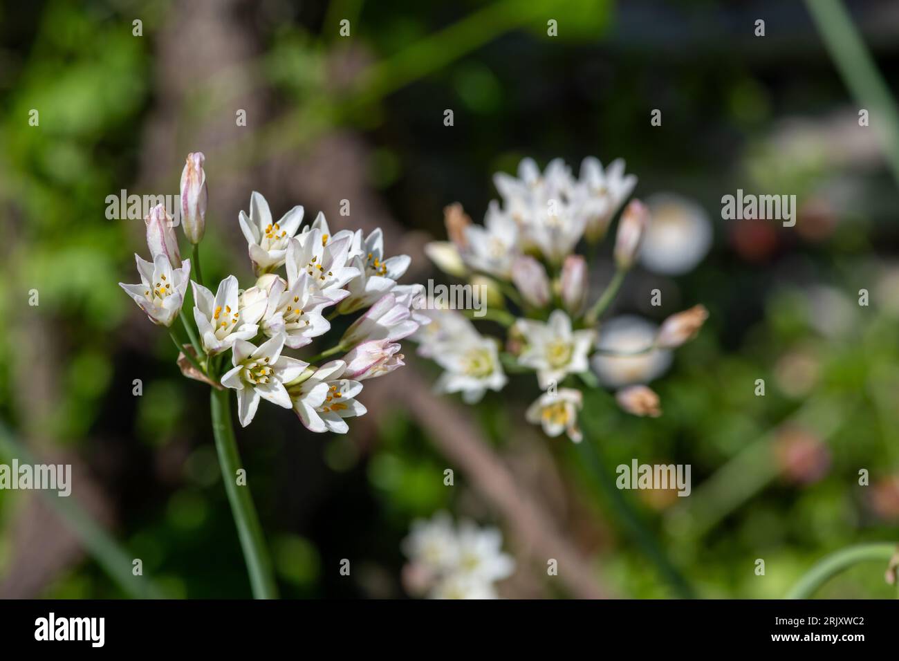 False garlic flowers hi-res stock photography and images - Alamy