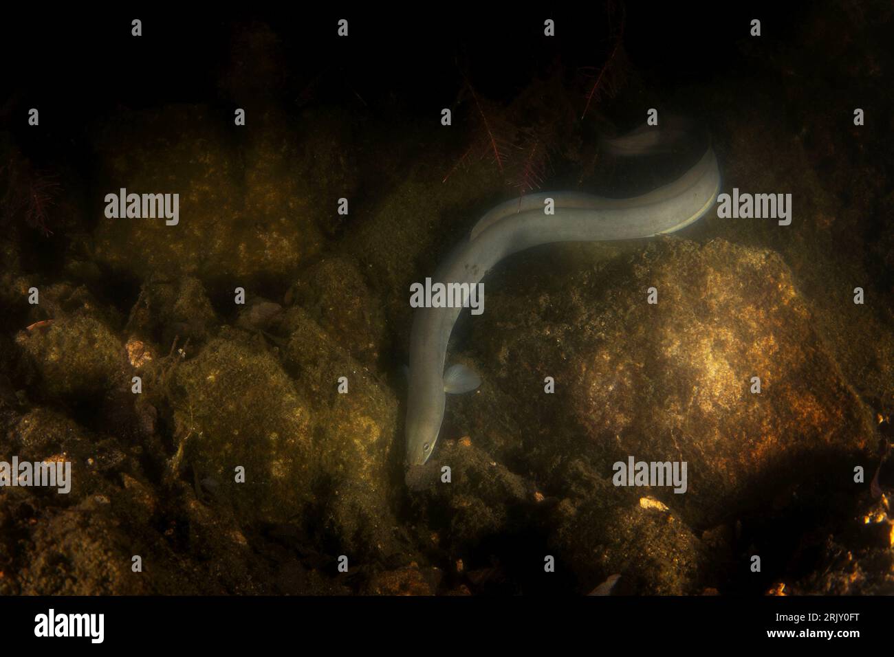 European eel during night dive in the lake. Long anguilla anguilla near ...