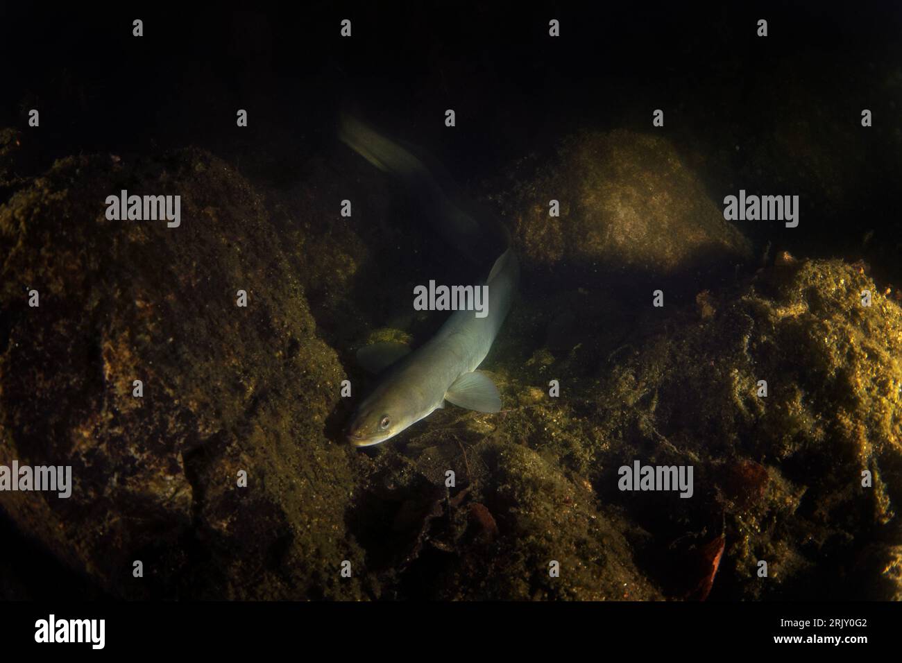 European eel during night dive in the lake. Long anguilla anguilla near ...
