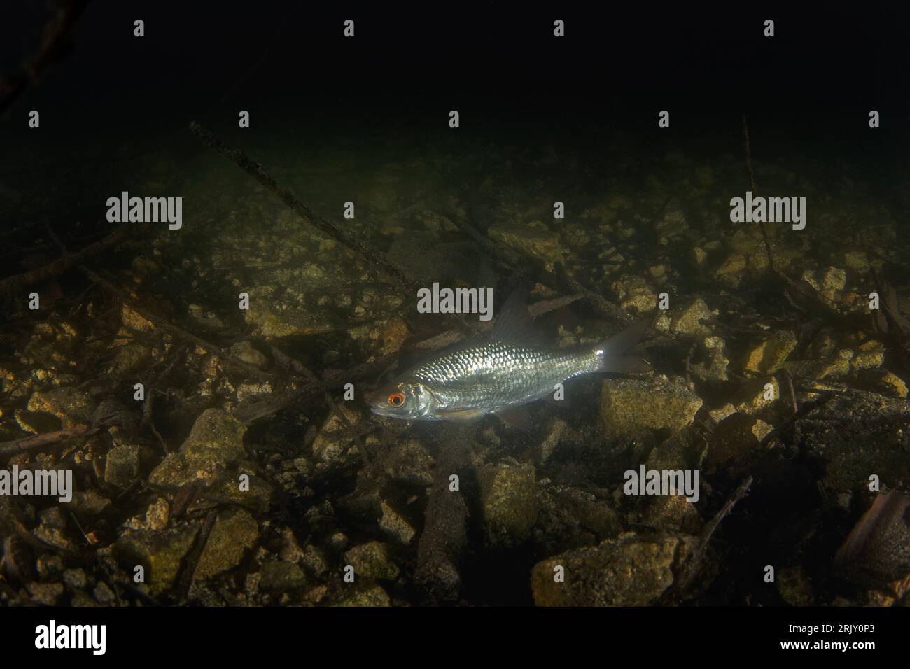 Rutilus roach during night dive. Roach is swimming on the bottom of the ...