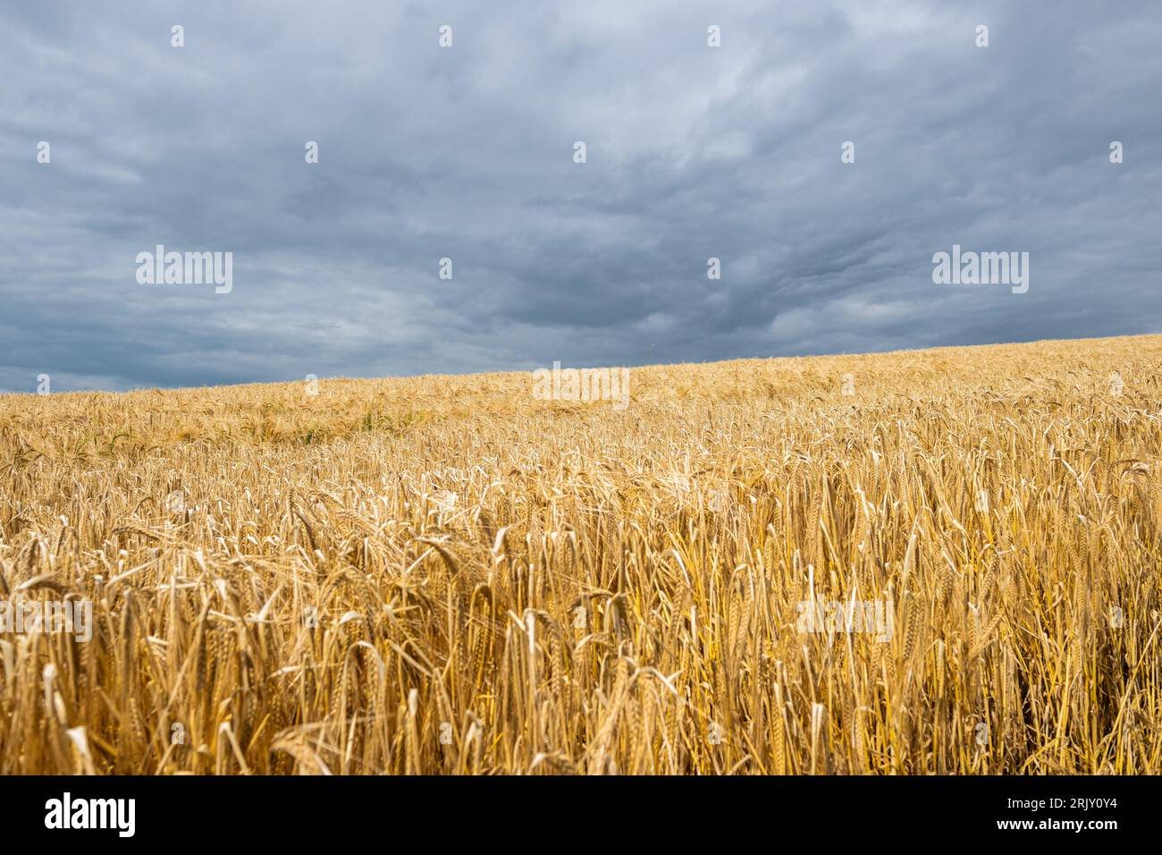 Spring Barley, which will be turned into animal feed, waiting to be ...