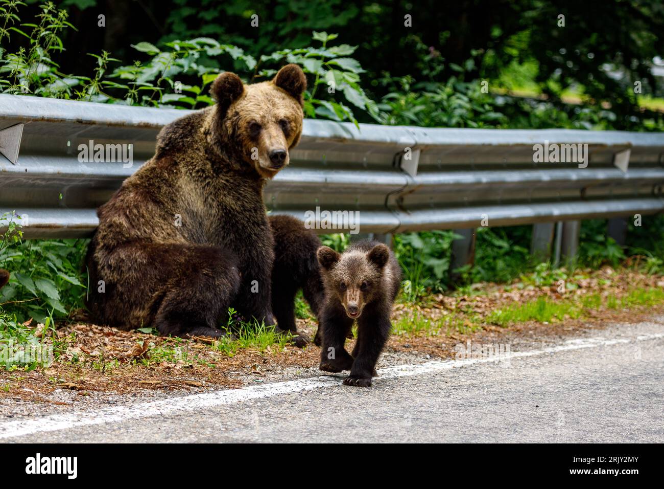 European Brown Bear in the Carpathians of Romania Stock Photo - Alamy