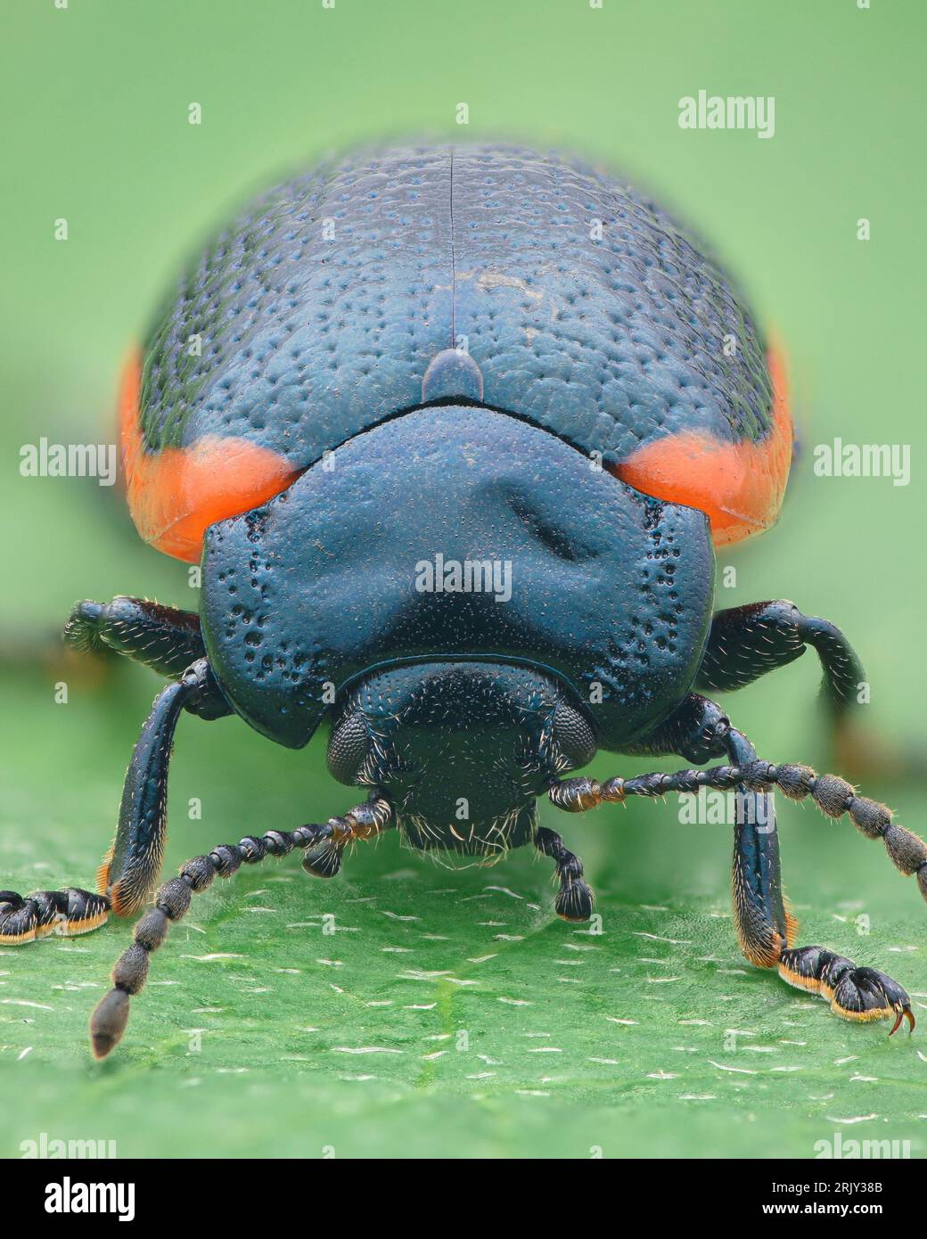 Portrait of a metallic blue Leaf Beetle with an orange edge of elytra ...