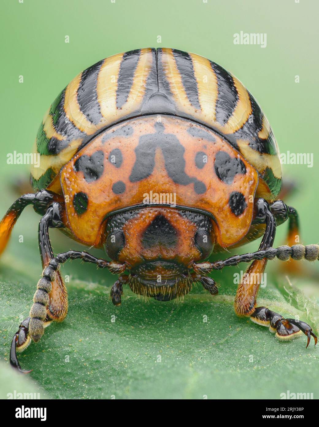 Portrait of an orange striped leaf beetle standing on a green leaf with ...
