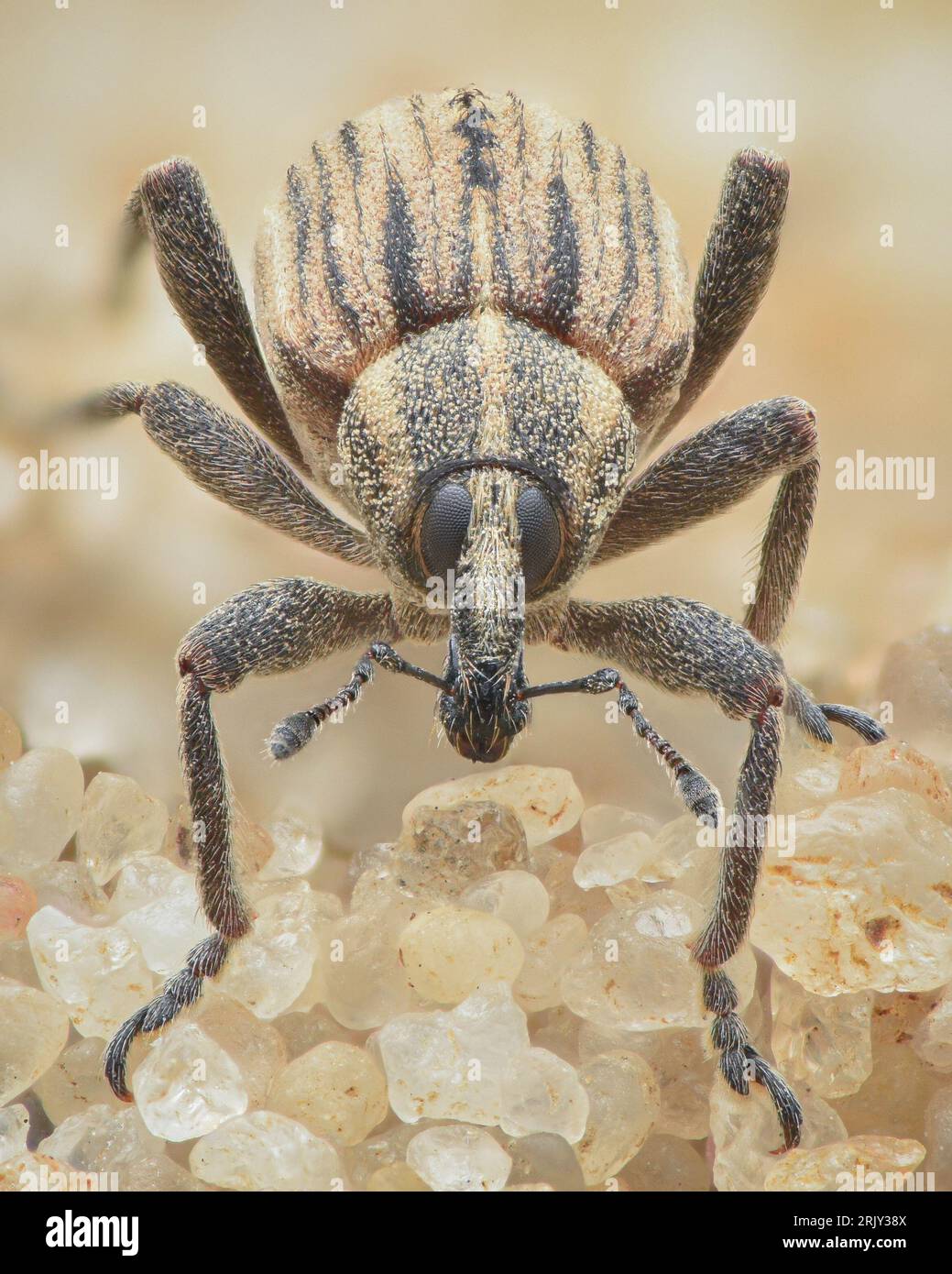 Portrait of a pale brown weevil, a group of beetles, with dark stripes ...