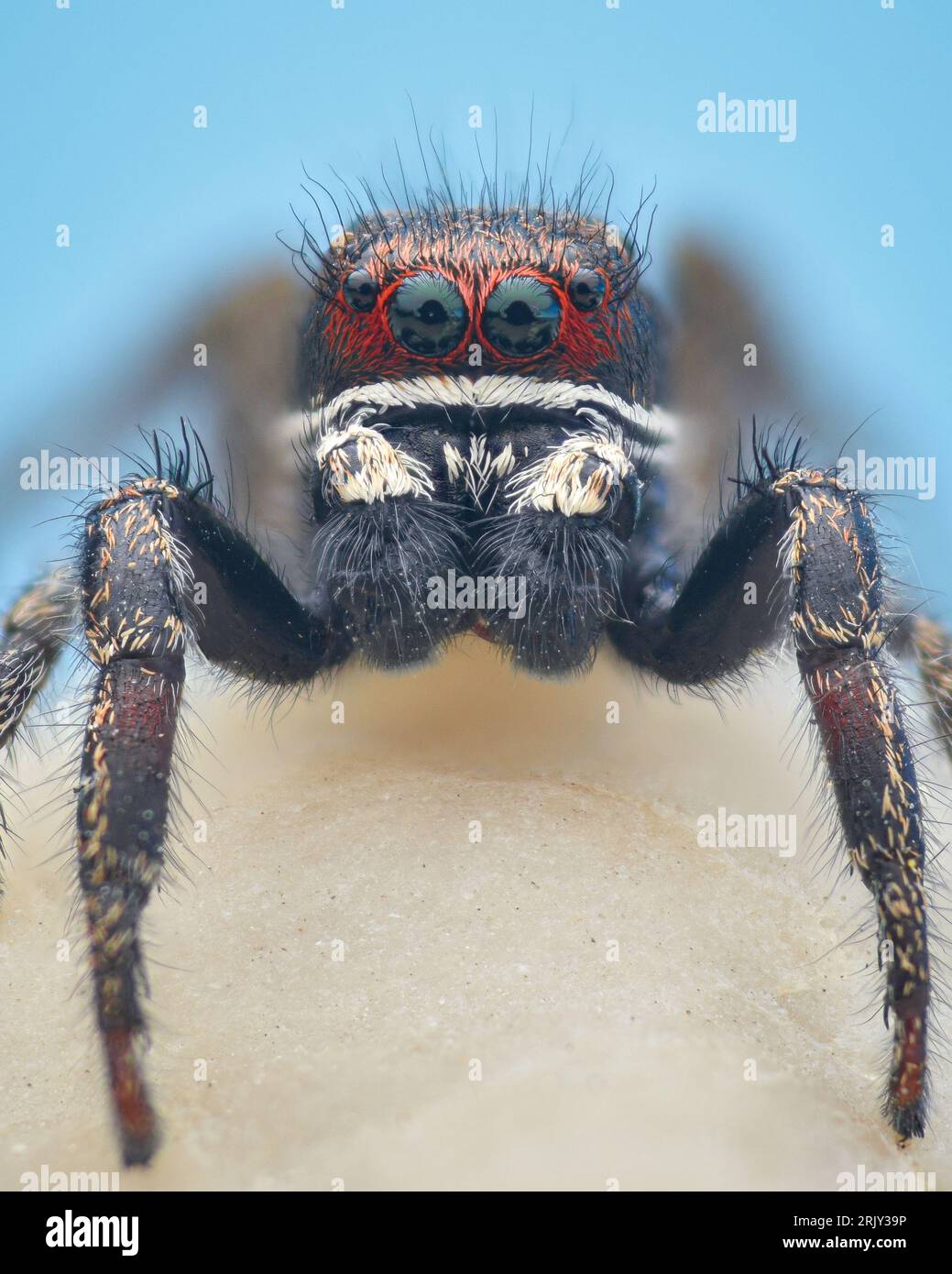 Portrait of a male jumping spider with a black head surrounded by a ...