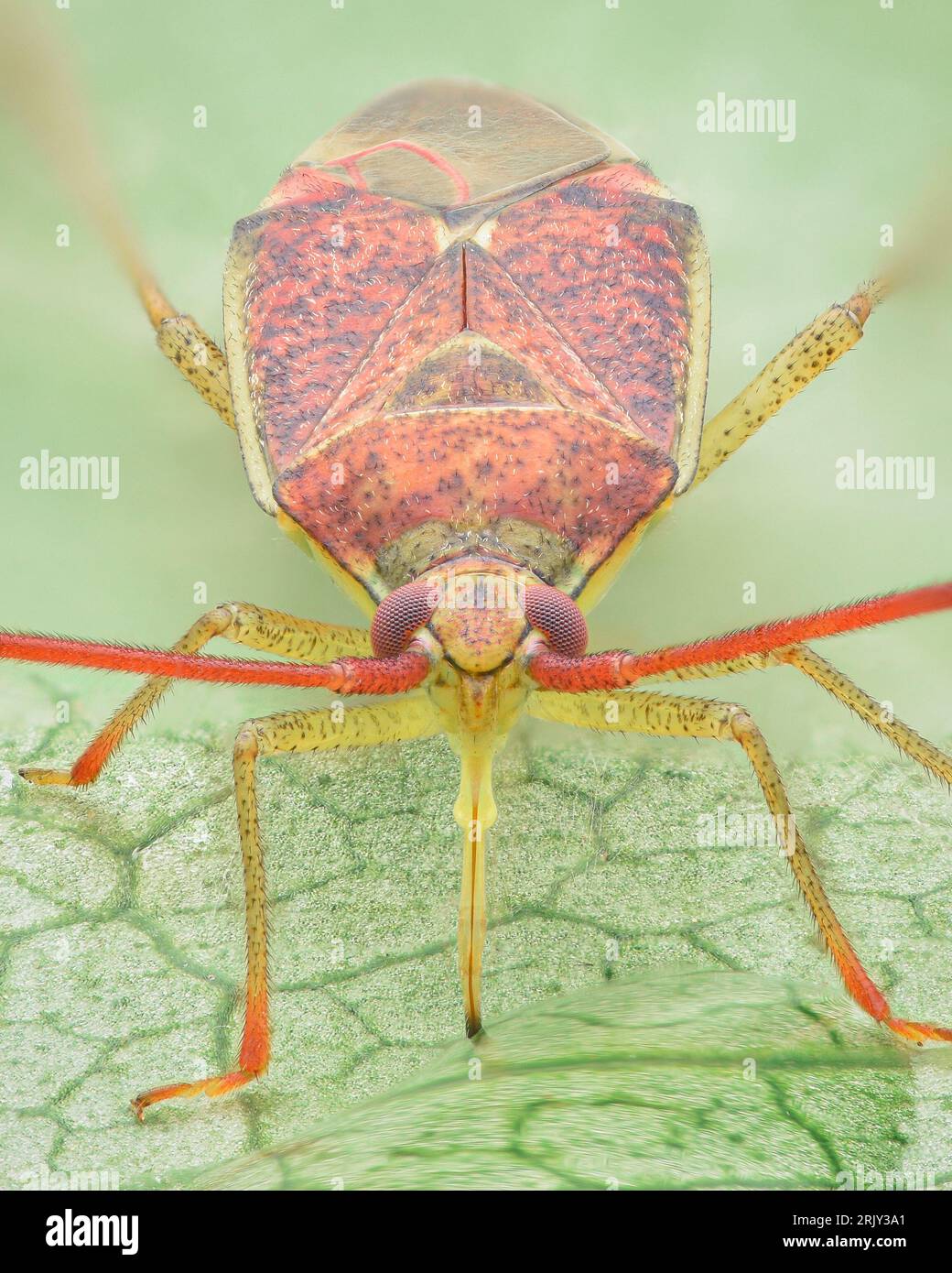 Symmetrical portrait of a red-spotted Plant bug with yellow legs ...