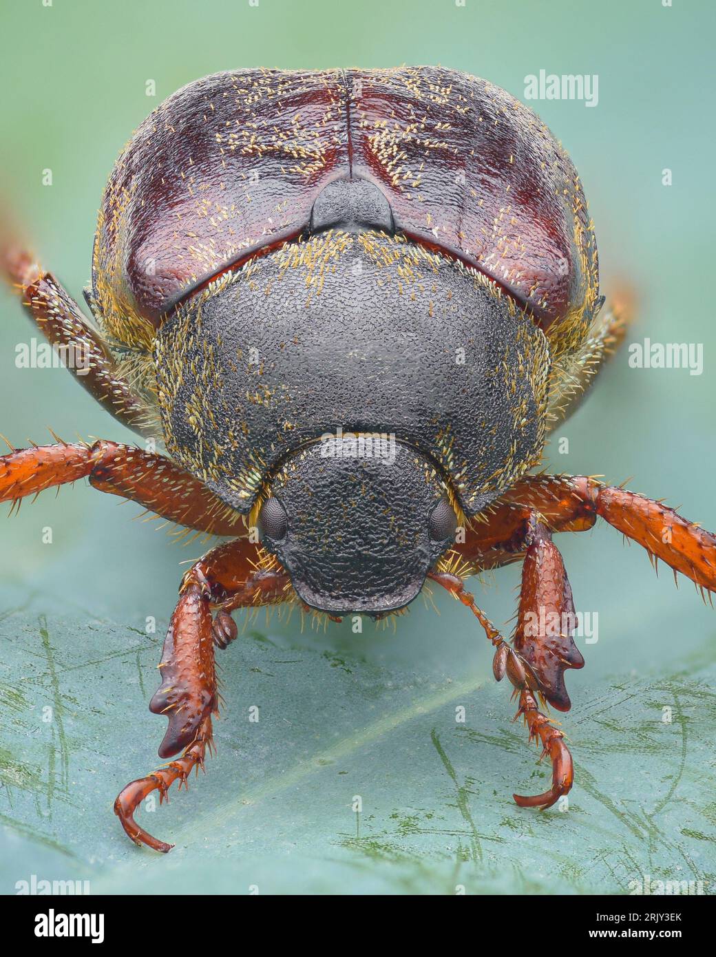Portrait of a Scarab Beetle with orange legs and a dark red elytra ...