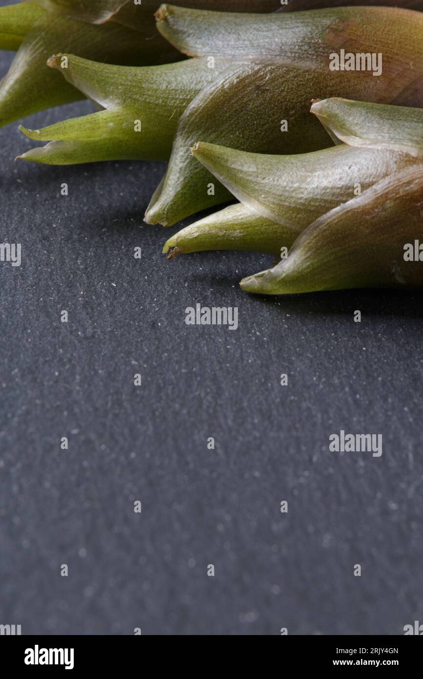 Whole Japanese myoga ginger shoots on grey stone background Stock Photo ...