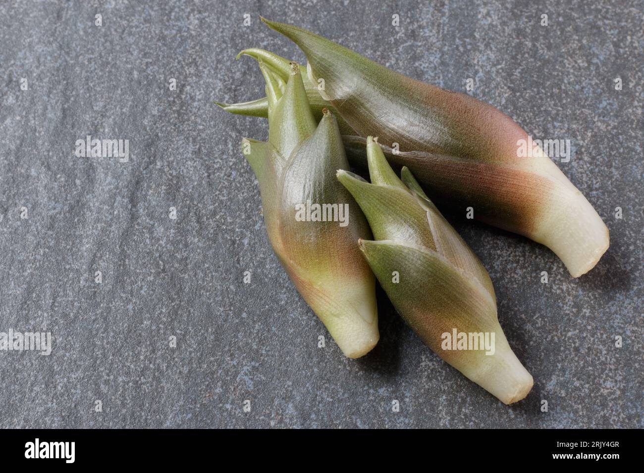 Whole Japanese myoga ginger shoots on grey stone background Stock Photo ...